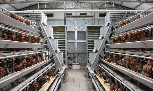 Standard accessories of A frame layer poultry cage system